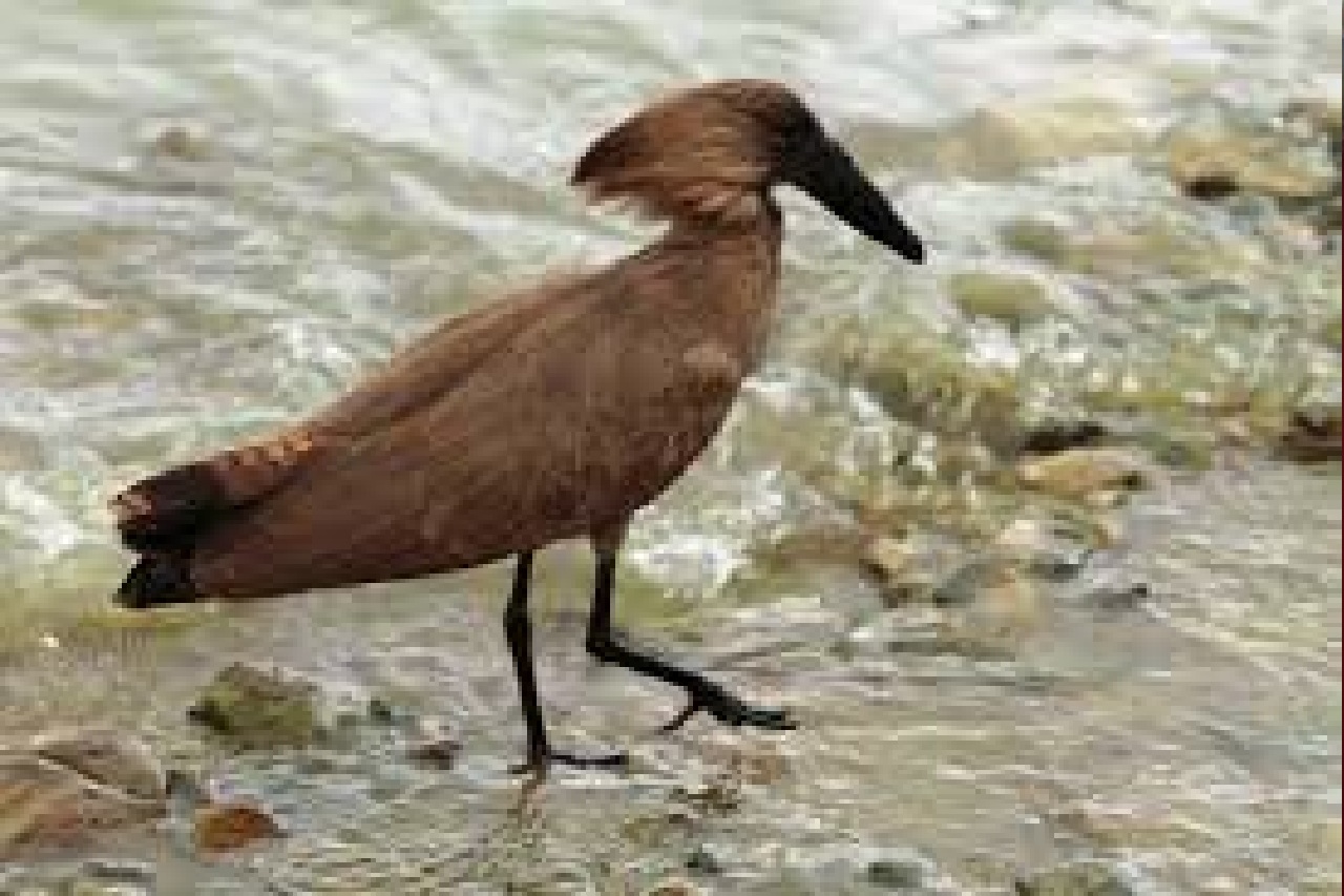 Bird watching - Simien Mountains Tour